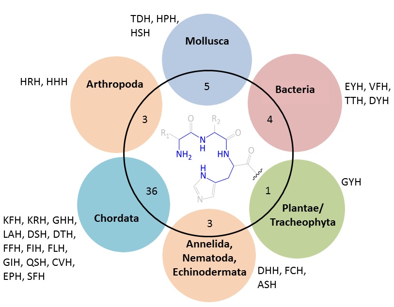 ATCUN-AMPs | ANGELES-BOZA LAB